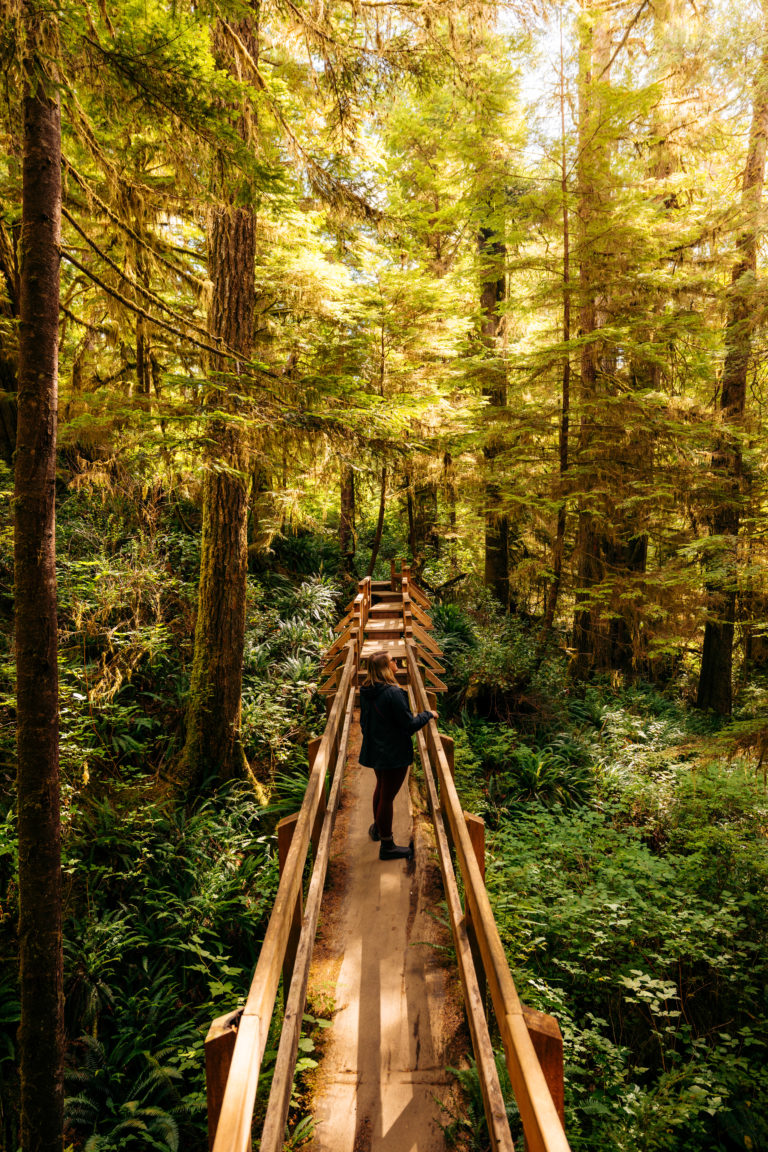 Rainforest Trail on Vancouver Island: Best Hike Near Tofino