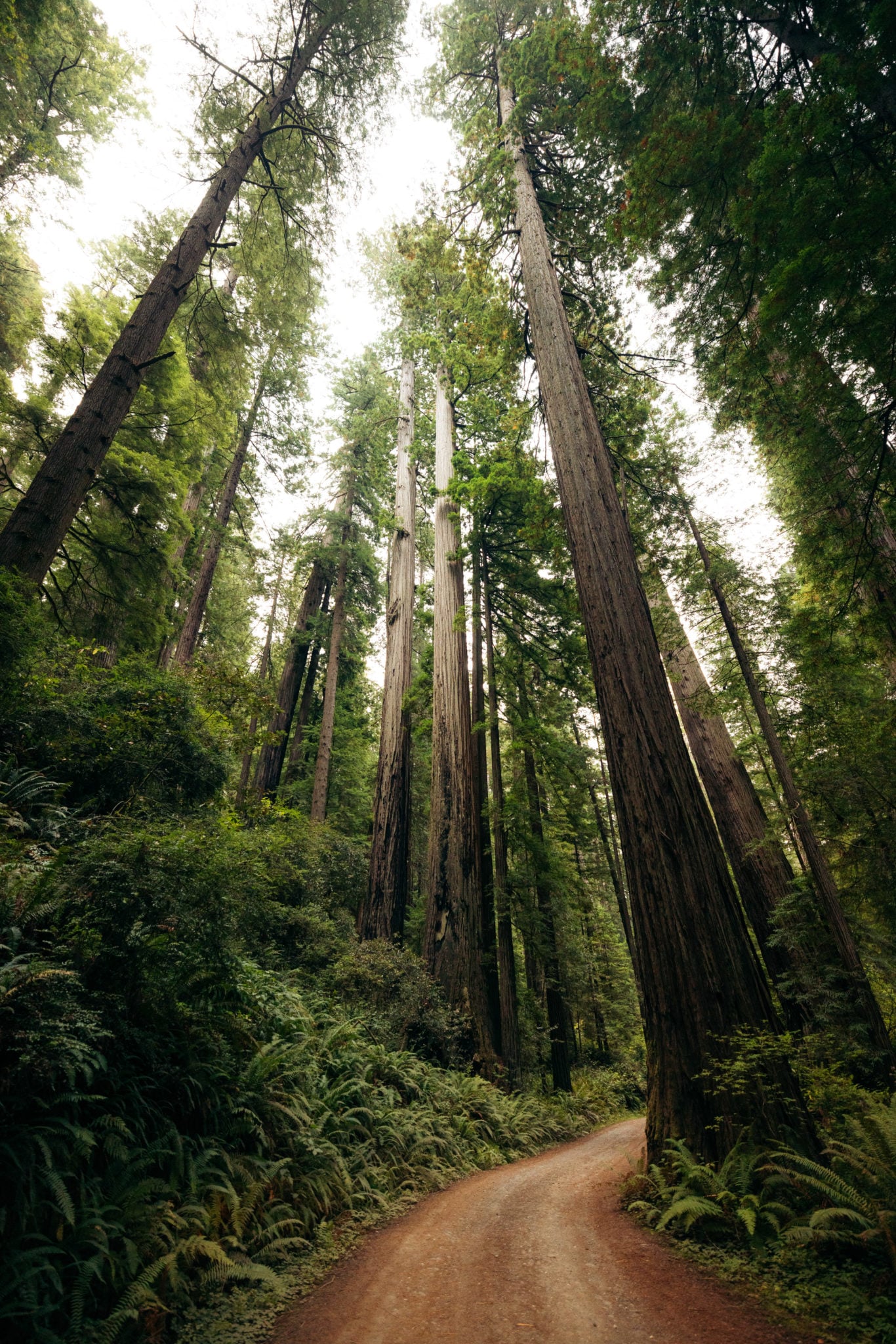 Redwood National Park: Photographing This Iconic Forest