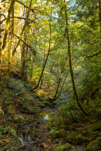 Visiting the Witch's Castle in Portland, Oregon (Hiking Guide)