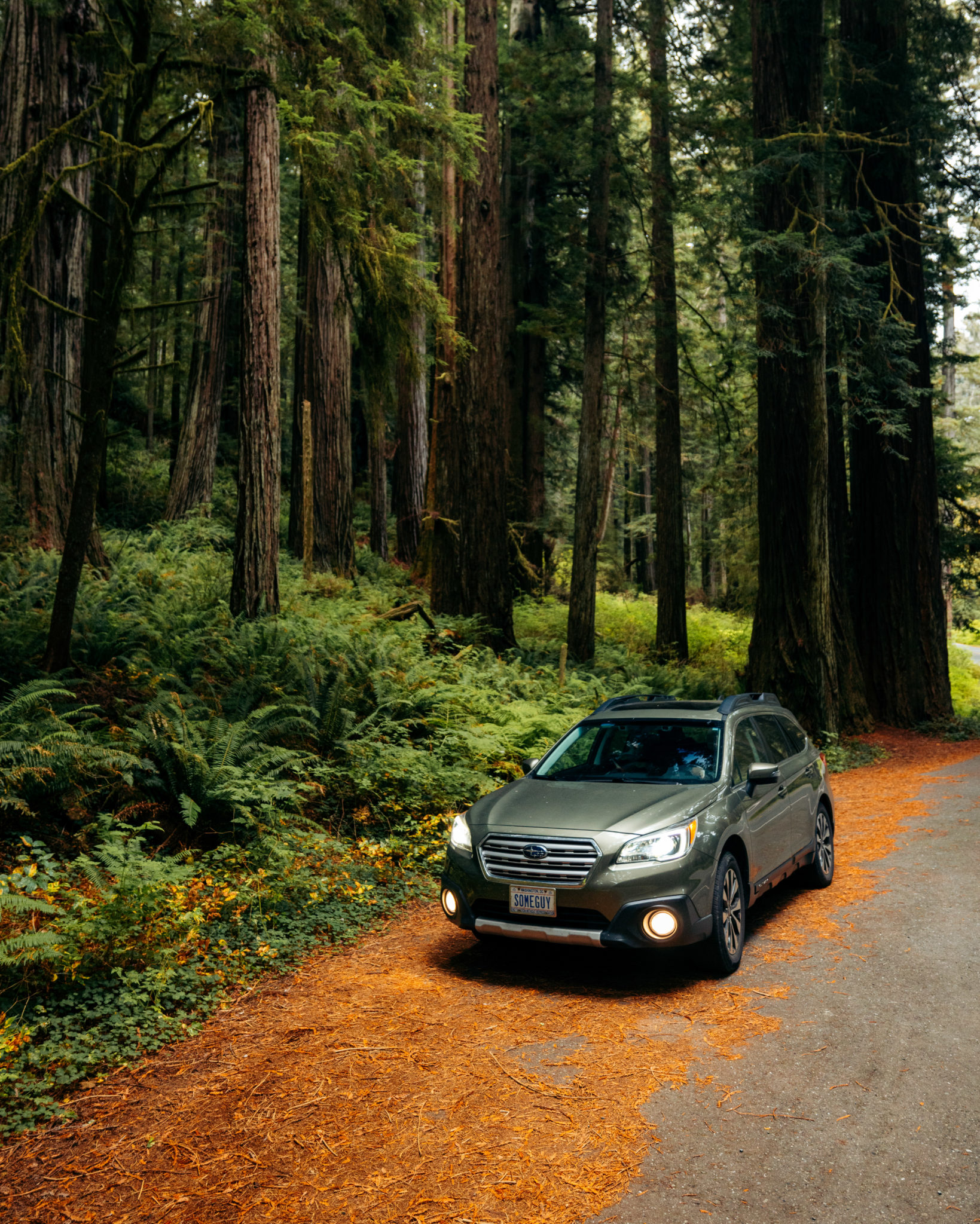 Redwood National Park: Photographing This Iconic Forest