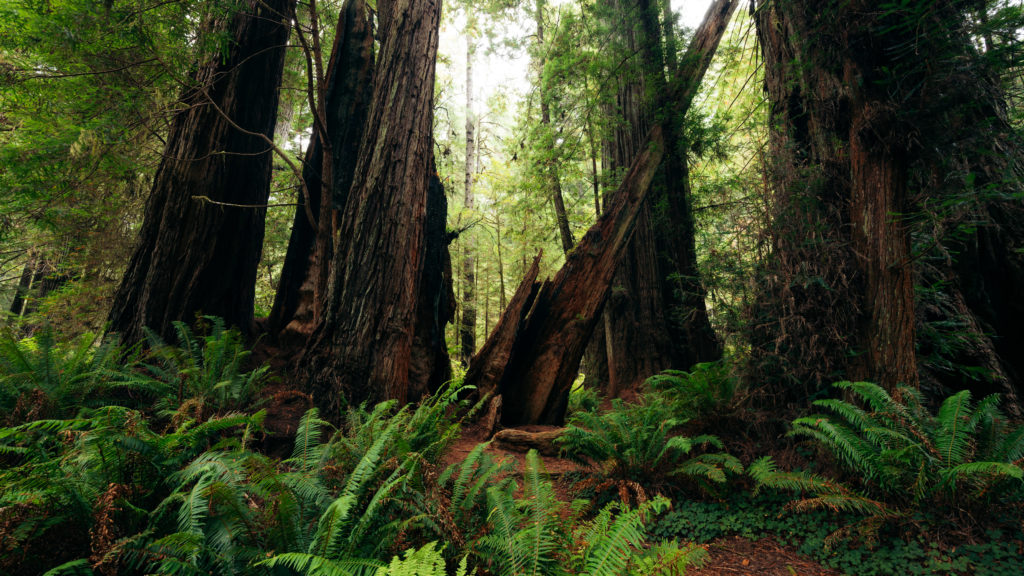 Redwood National Park: Photographing This Iconic Forest