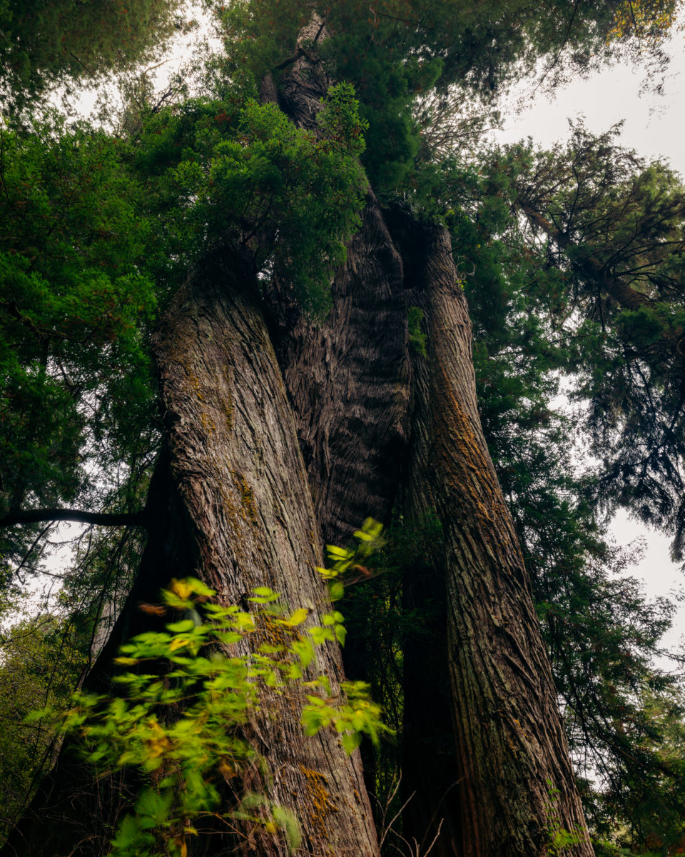 Redwood National Park: Photographing This Iconic Forest