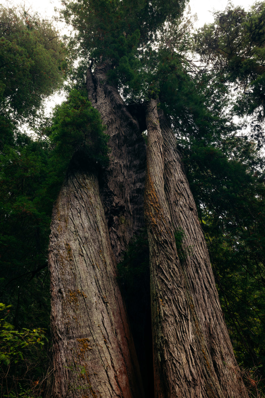 Redwood National Park: Photographing This Iconic Forest