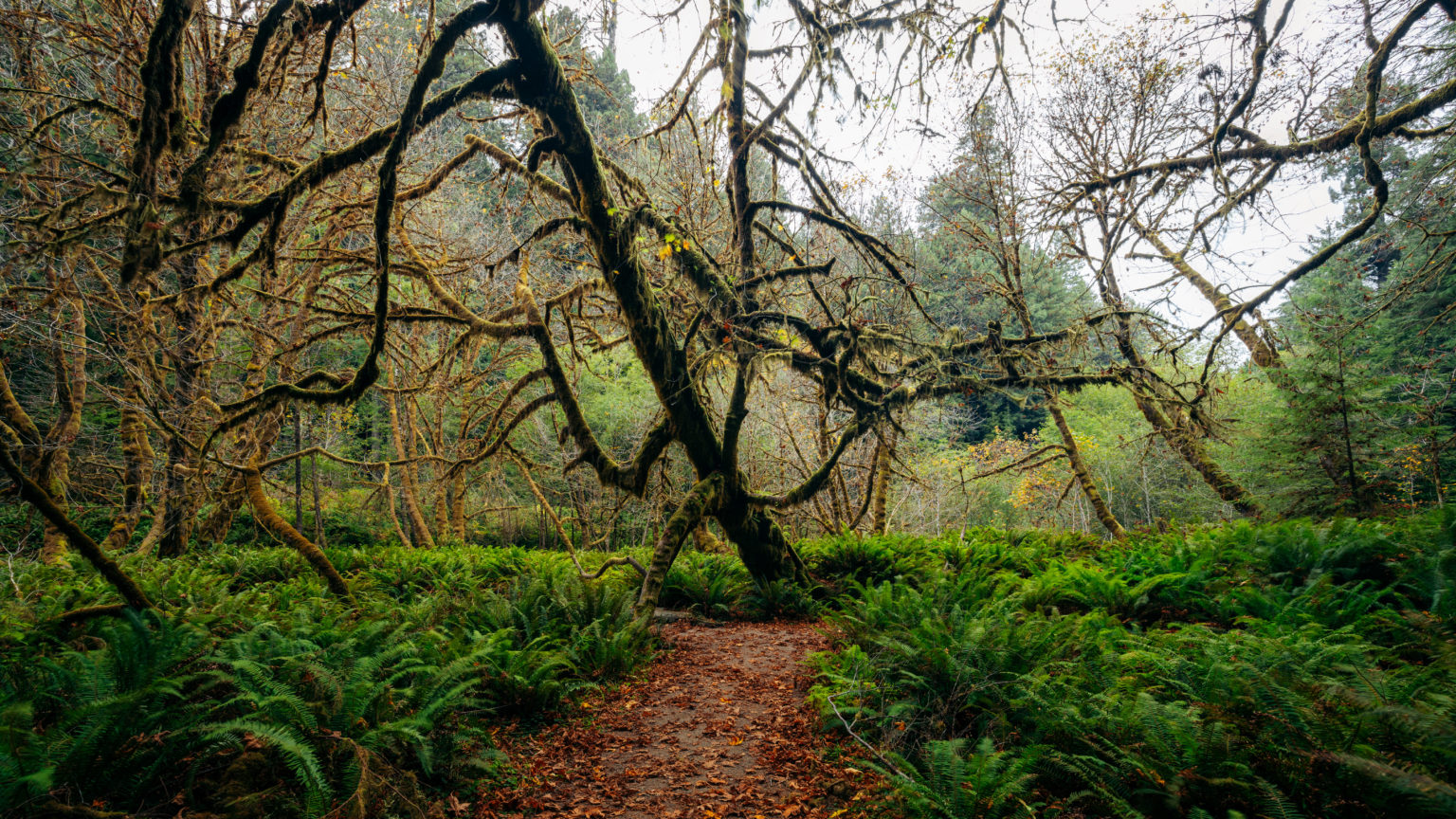 Redwood National Park: Photographing This Iconic Forest