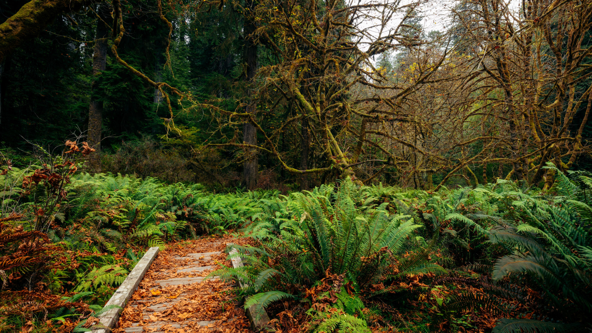 Redwood National Park: Photographing This Iconic Forest