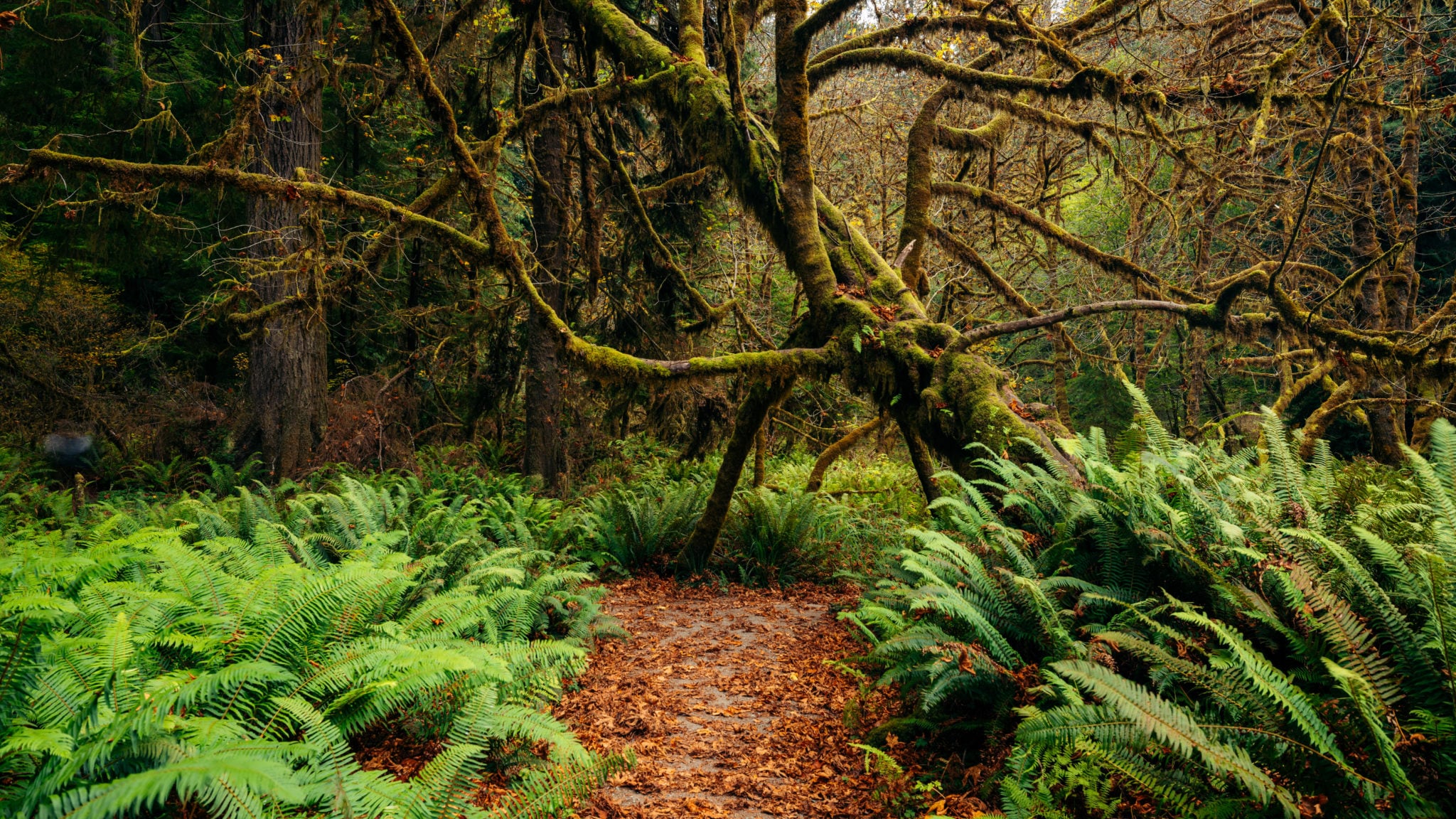 Hoh Rainforest: Hall of Mosses & Spruce Nature Trail