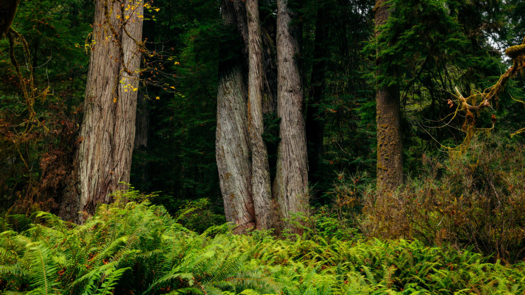 Redwood National Park: Photographing This Iconic Forest