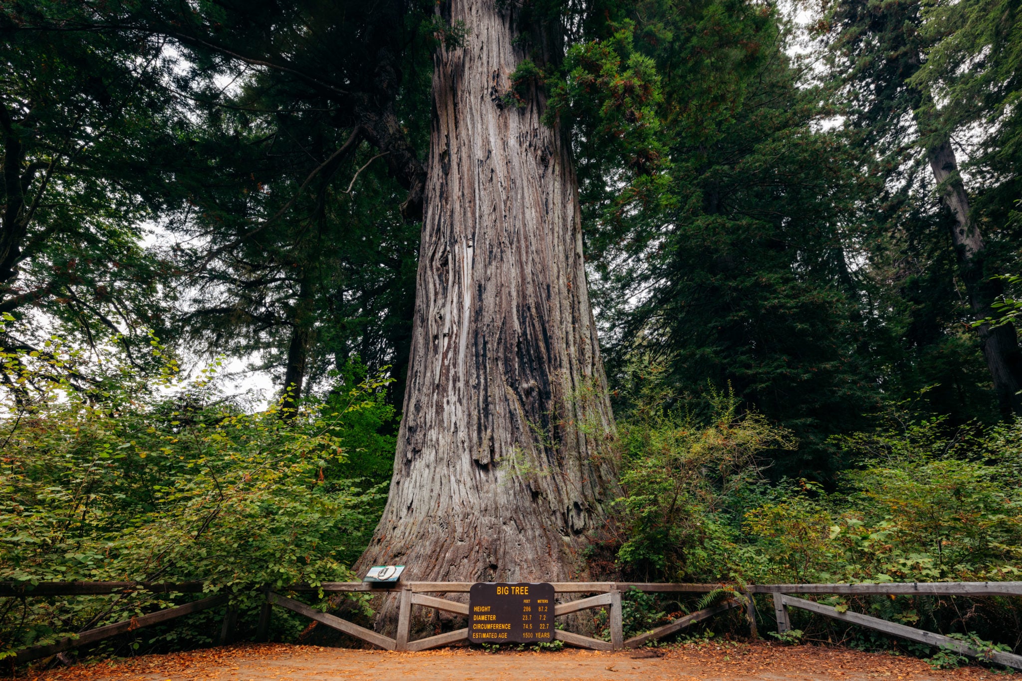 Redwood National Park: Photographing This Iconic Forest