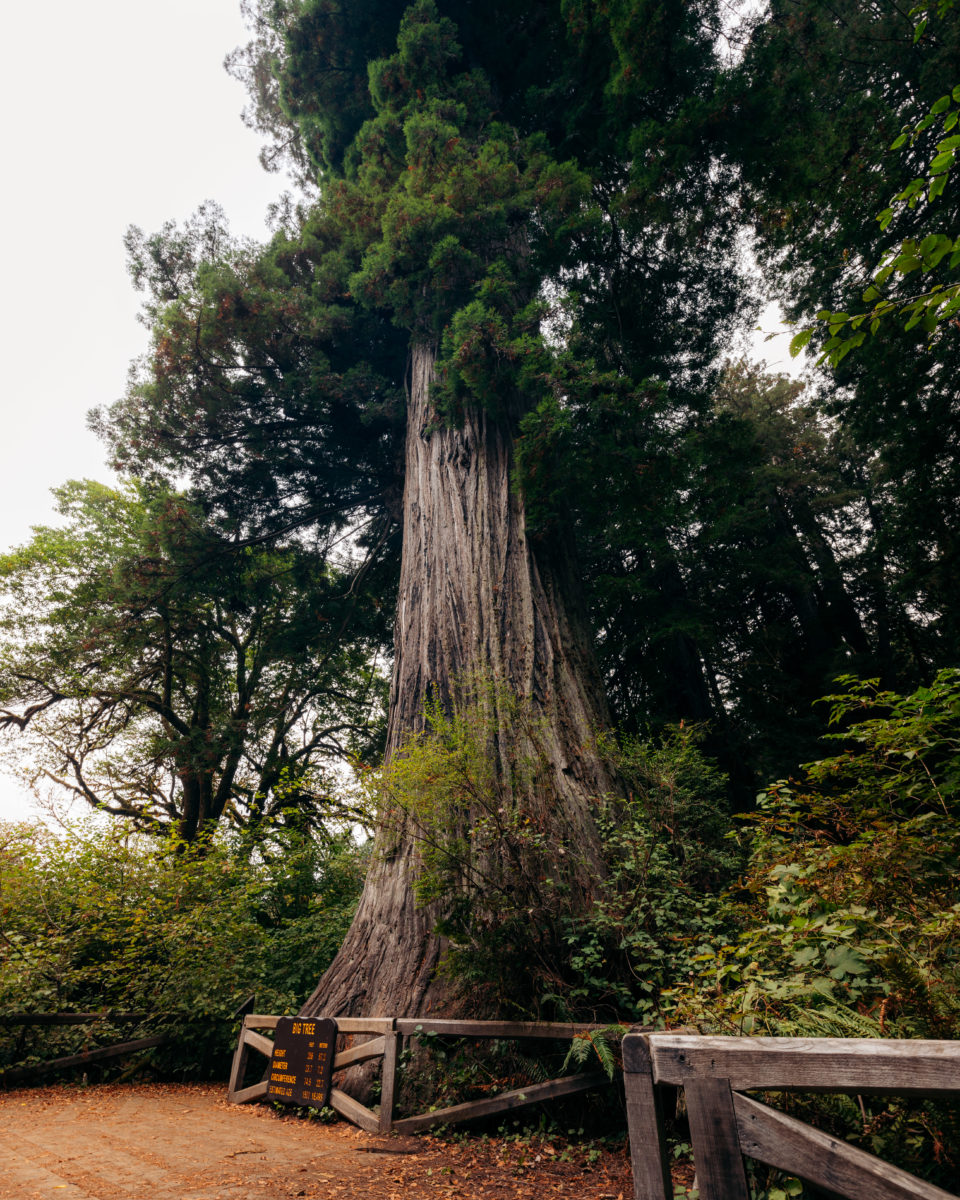Redwood National Park: Photographing This Iconic Forest