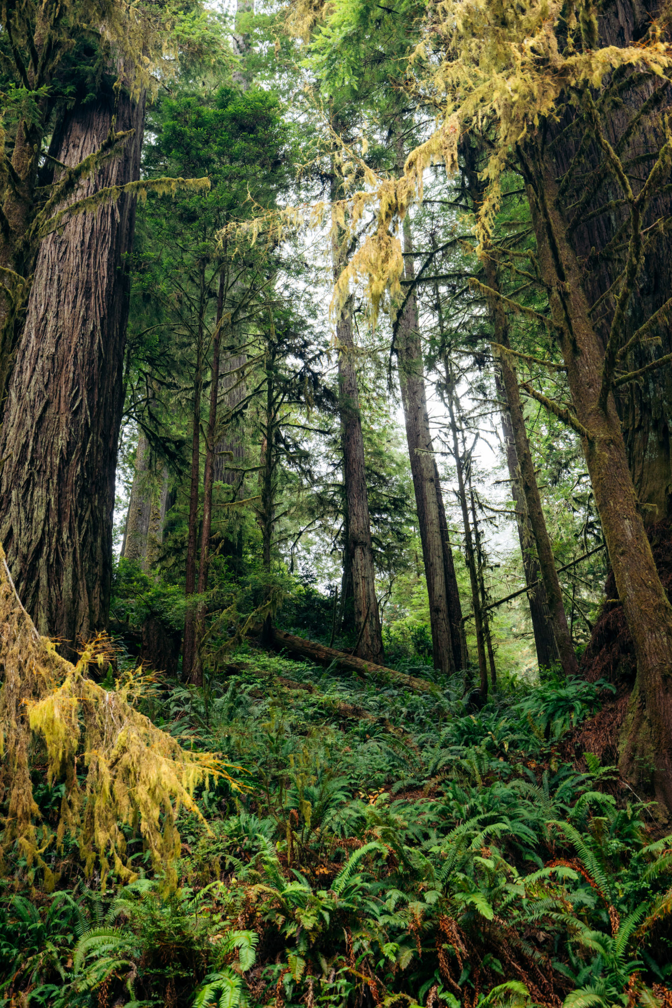 Redwood National Park: Photographing This Iconic Forest