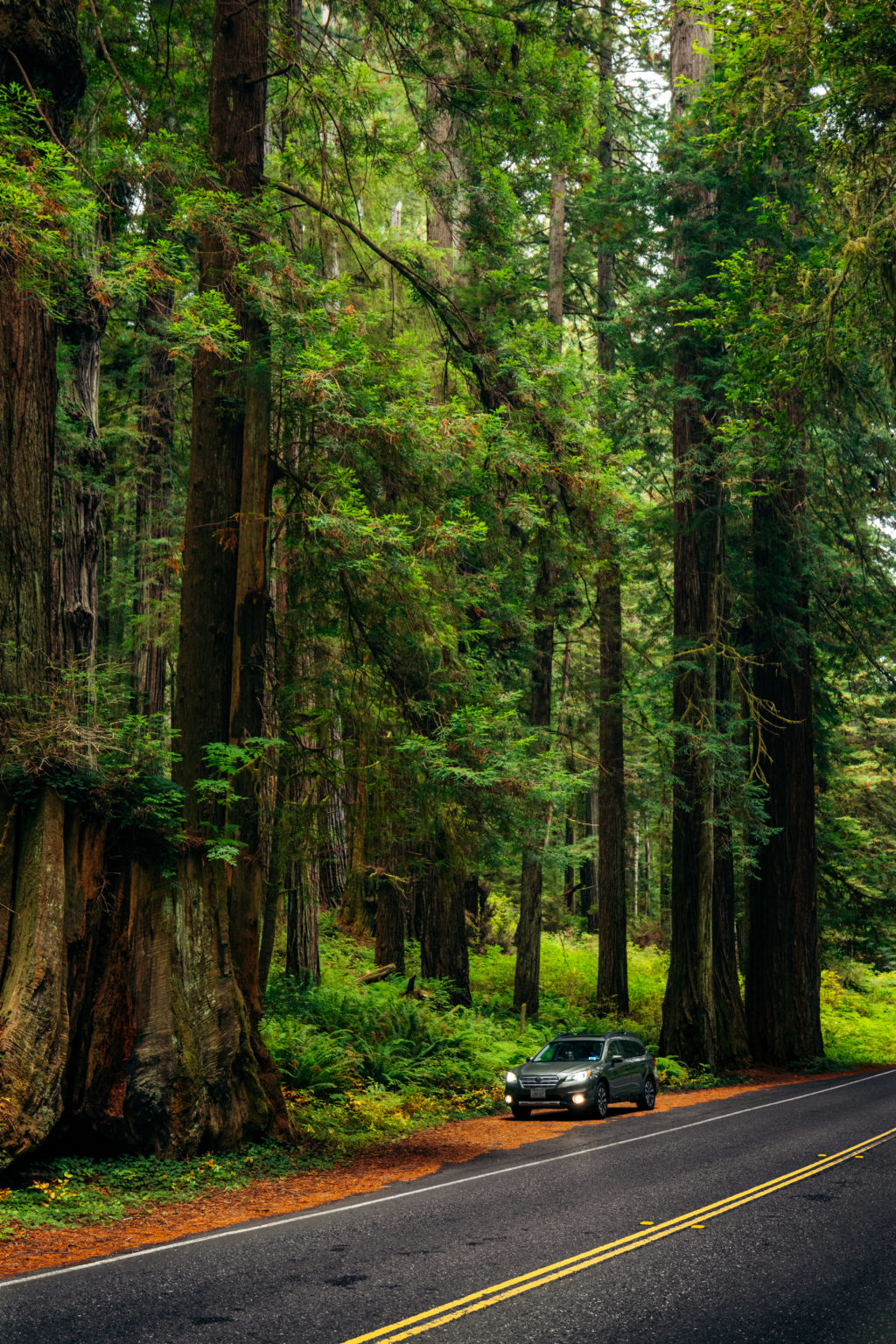 Redwood National Park: Photographing This Iconic Forest