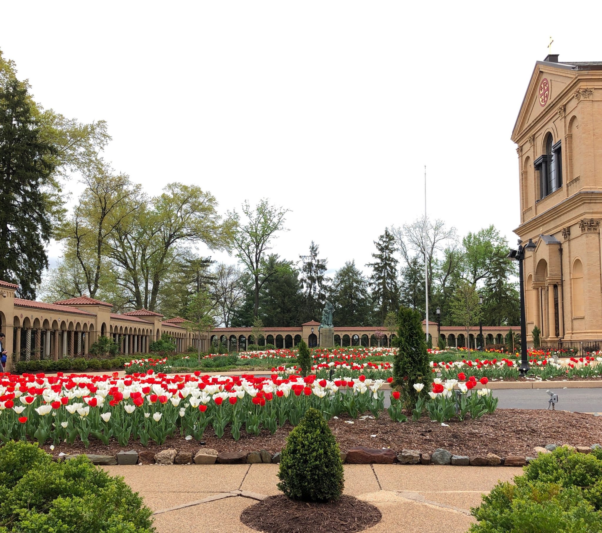 Washington DC Tulip Fields: Where to See Tulips in DC