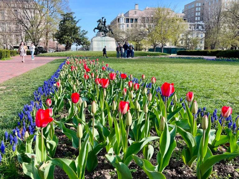 Washington DC Tulip Fields: Where to See Tulips in DC