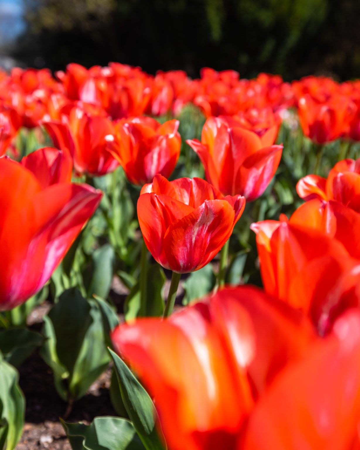 Visiting the Missouri Botanical Garden (Photos)