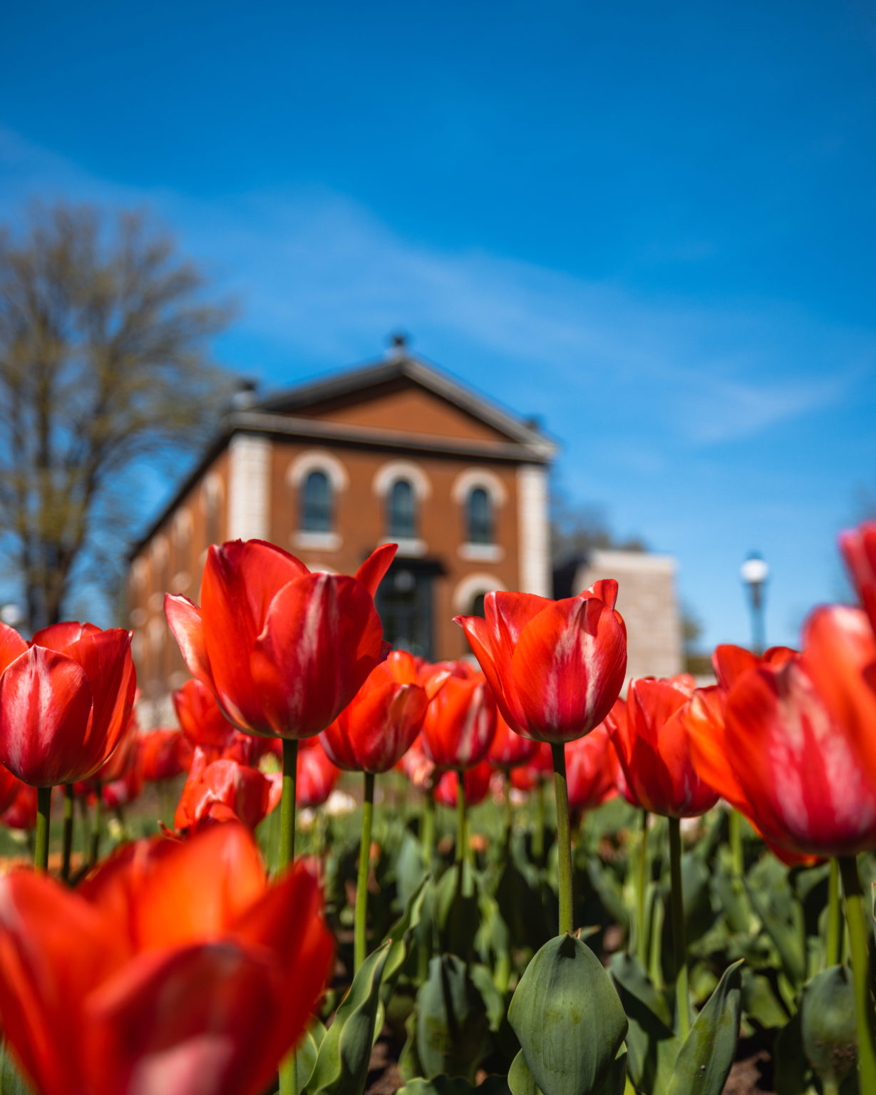 Visiting the Missouri Botanical Garden (Photos)