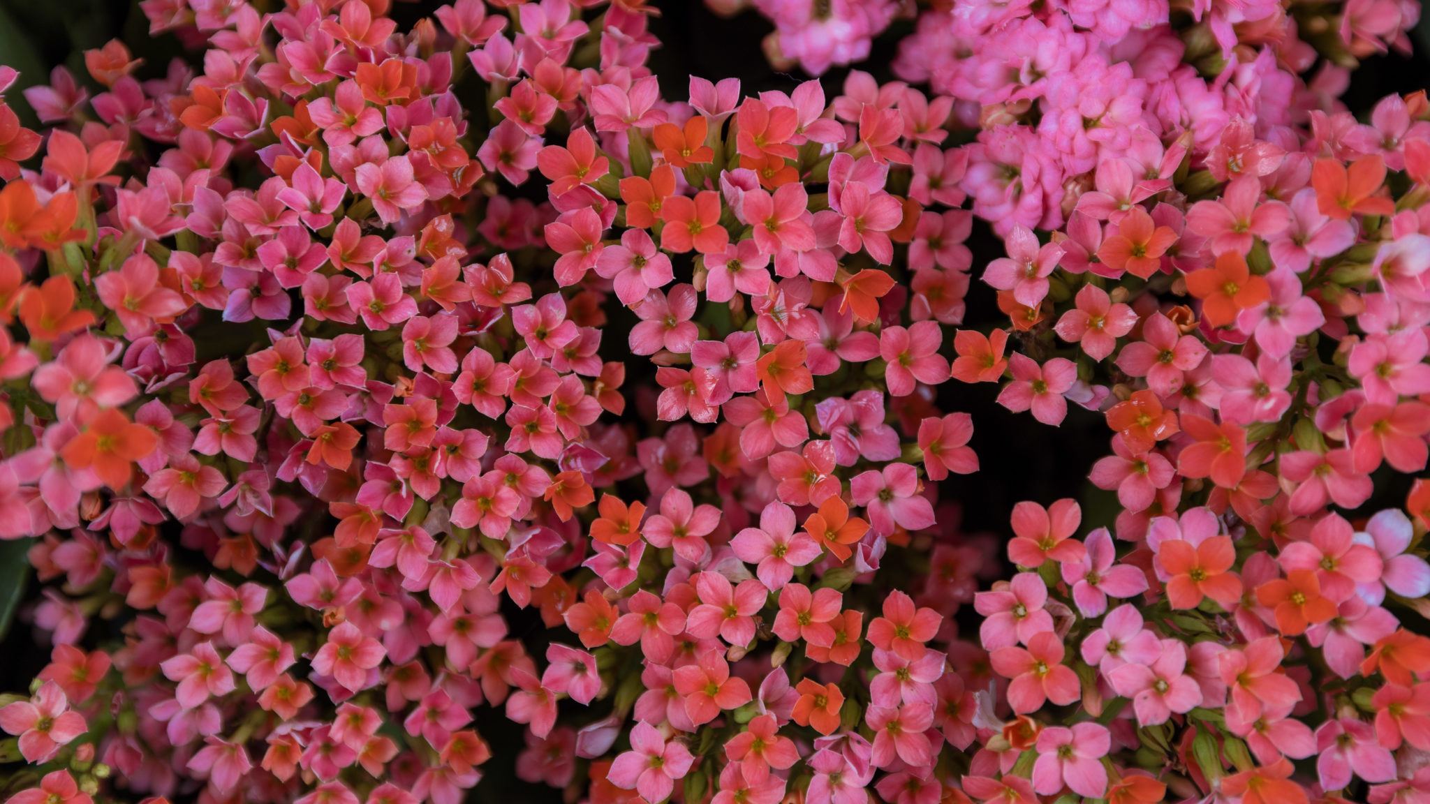 Exploring the Jewel Box in Forest Park, St. Louis (Travel Guide)