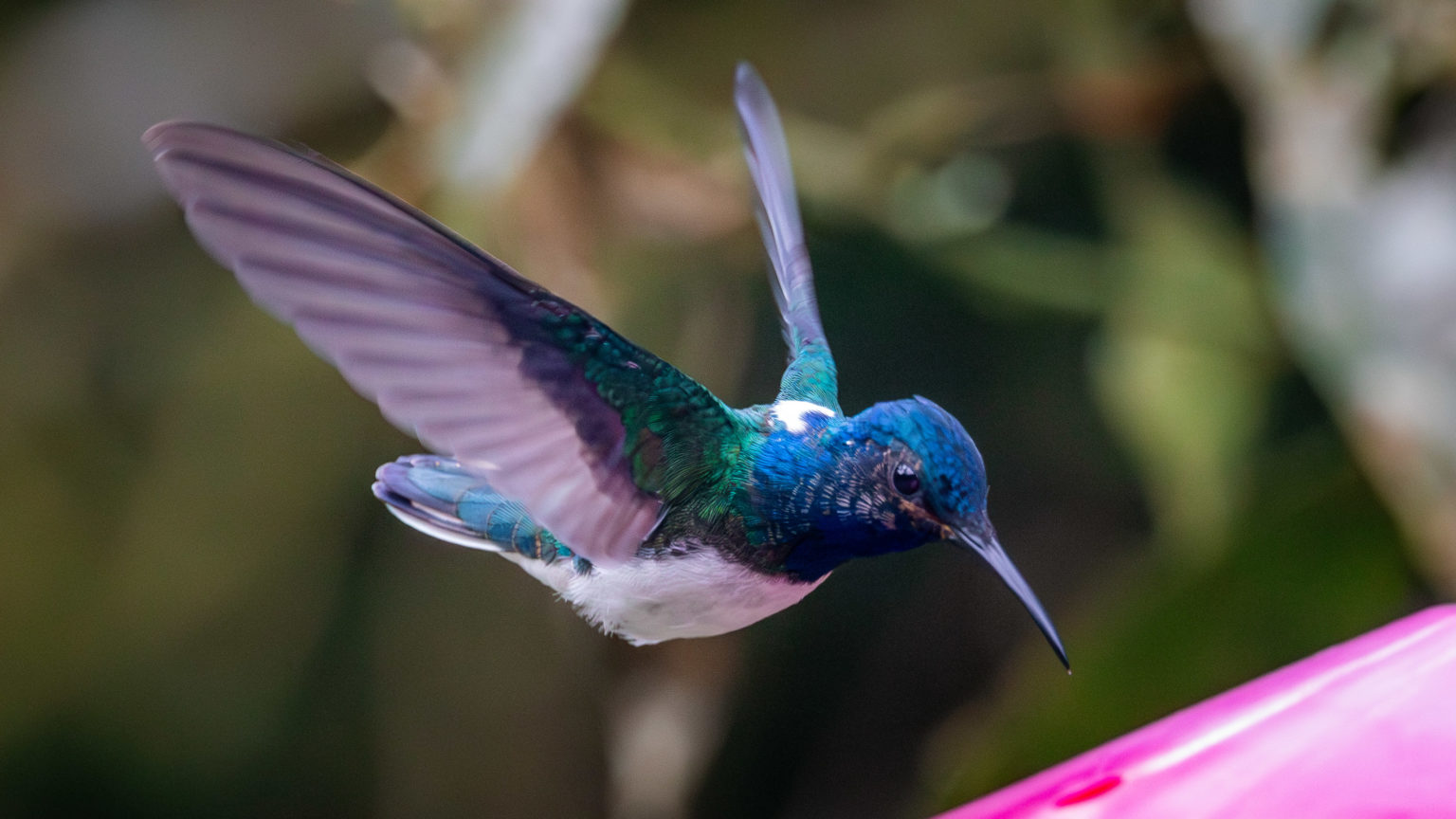 What is Emphasis in Photography? (Examples + Techniques)